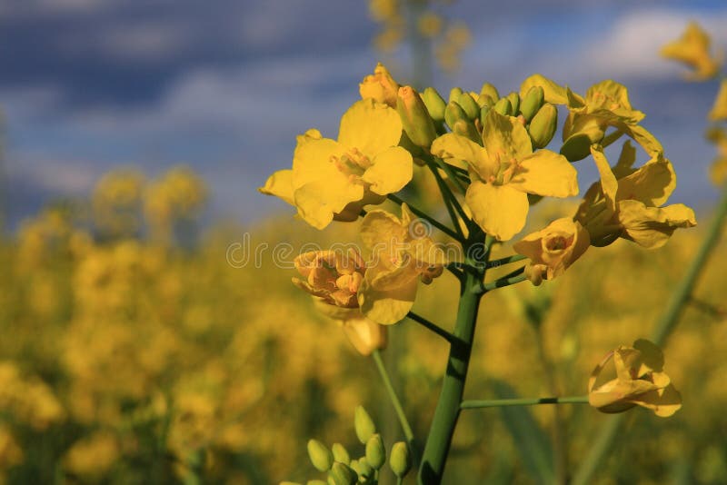 Raps, Canola, Biodiesel-Ernte Stockbild - Bild von blume, betrieb: 71091427