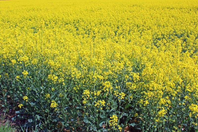 Raps, Canola, Biodiesel-Ernte Stockbild - Bild von nave, ruhe: 90878253