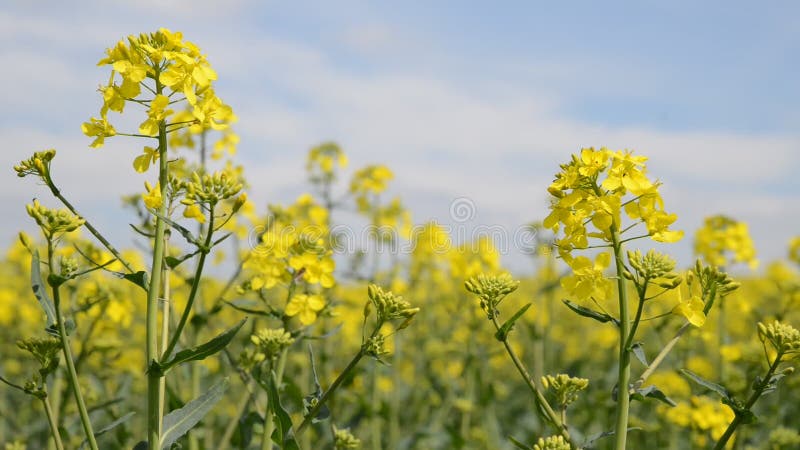 Raps, Canola, Biodiesel-Ernte Stock Footage - Video von wachsen ...
