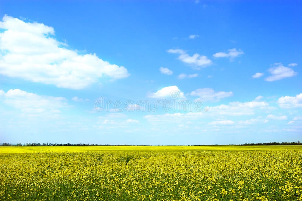 Raps field stock photo. Image of colorful, farm, plant - 5626082