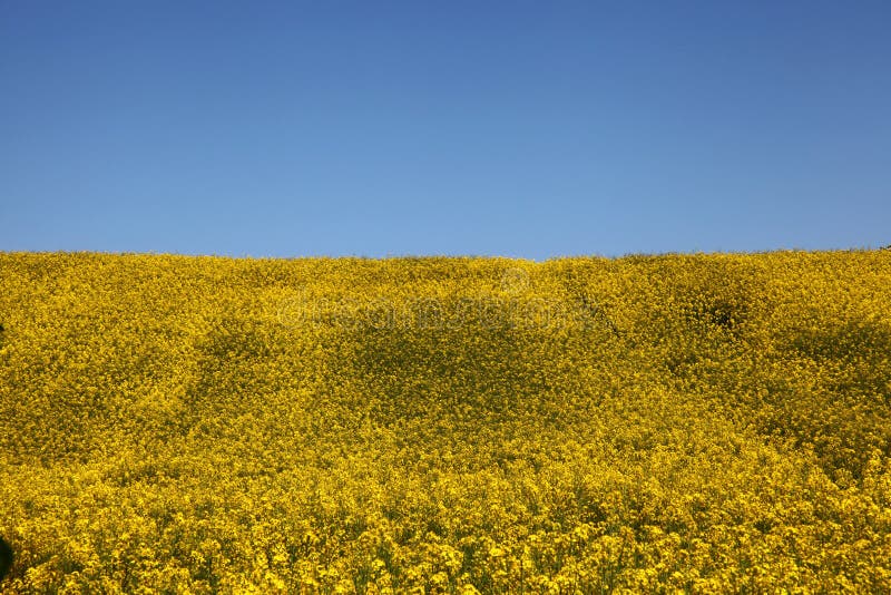 Raps field stock photo. Image of colza, crop, agricultural - 93339426
