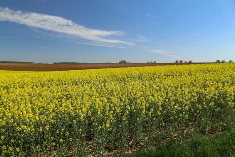 Raps Field - Cultivated Colorful Raps Field in Germany Stock Photo ...