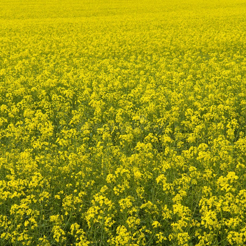 Raps field stock image. Image of rapsfield, scene, crop - 31443223