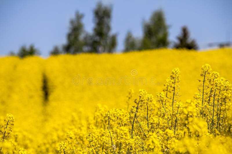 Raps field landscape stock photo. Image of forest, countryside - 109046482