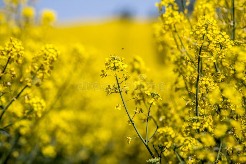 Raps field landscape stock image. Image of natural, forest - 114792971