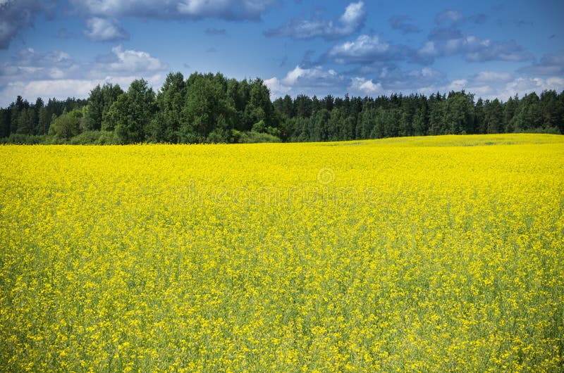 Field near forest stock photo. Image of green, forest - 32334446