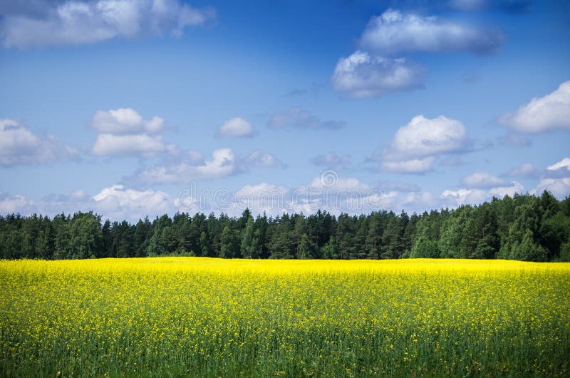 Raps Field near forest stock image. Image of outdoor - 32334451