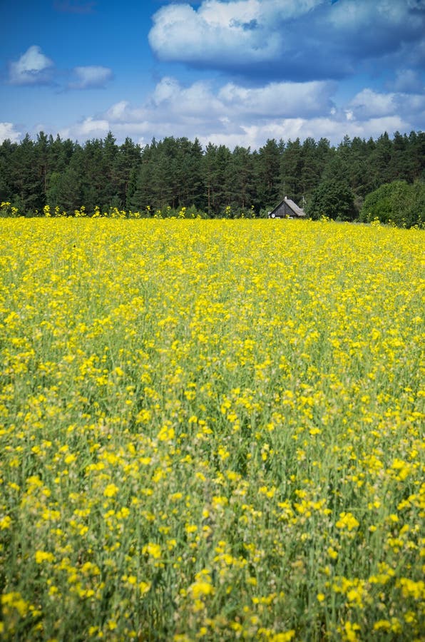 Raps Field near forest stock photo. Image of raps, horizon - 32334438