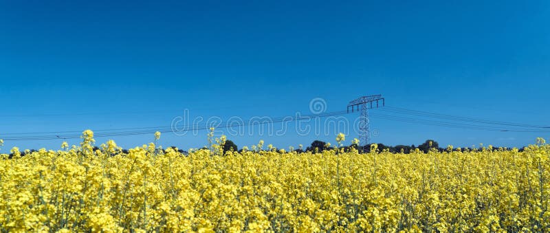 Raps field, panoramic view stock image. Image of yellow - 30537975