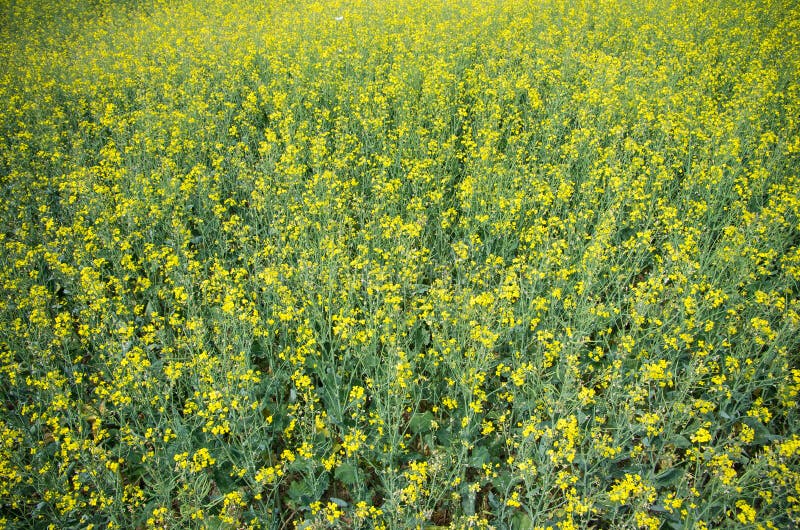Raps field stock image. Image of agriculture, light, cloudscape - 32334457