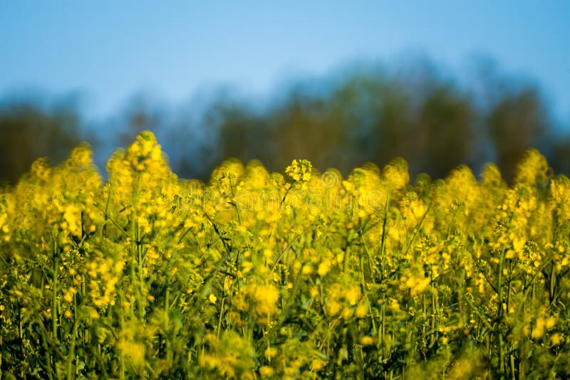 Raps field stock image. Image of farm, grass, land, colorful - 183362355