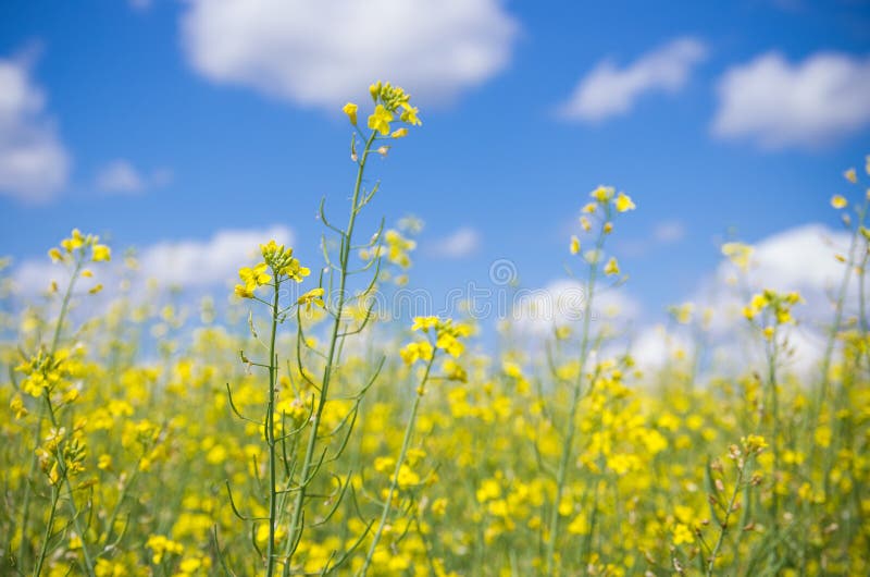Raps field stock image. Image of bright, land, agriculture - 32334449