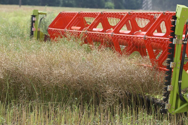 Raps (Kohl napus) stockbild. Bild von schmieröl, landwirtschaftlich ...