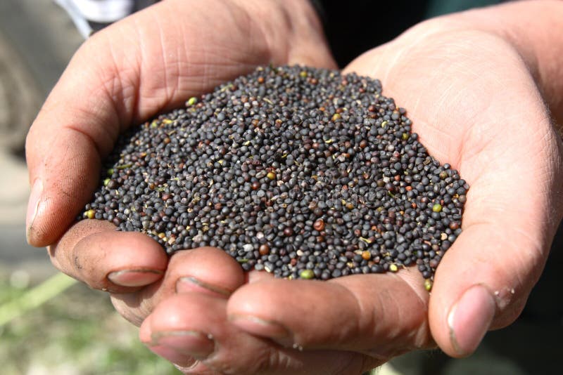 Raps (Kohl napus) stockfoto. Bild von industrie, landwirtschaftlich ...