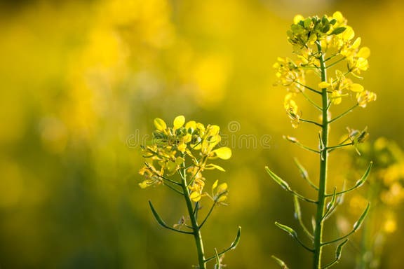 Raps (Kohl rapa) stockbild. Bild von wachsen, schmieröl - 28163031