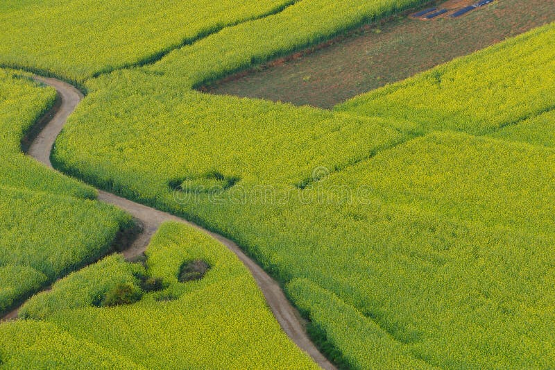 Rapsblumenfeld von Luoping stockbild. Bild von terrasse - 8828093