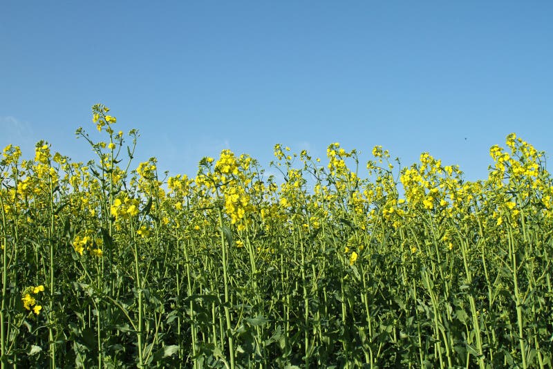 Rapse stock photo. Image of farming, yellow, scandinavian - 27127382