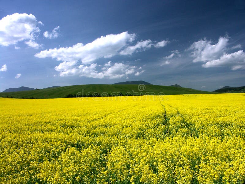 Rapsfeld, Canolaernten Auf Blauem Himmel Stockfoto - Bild von raps ...