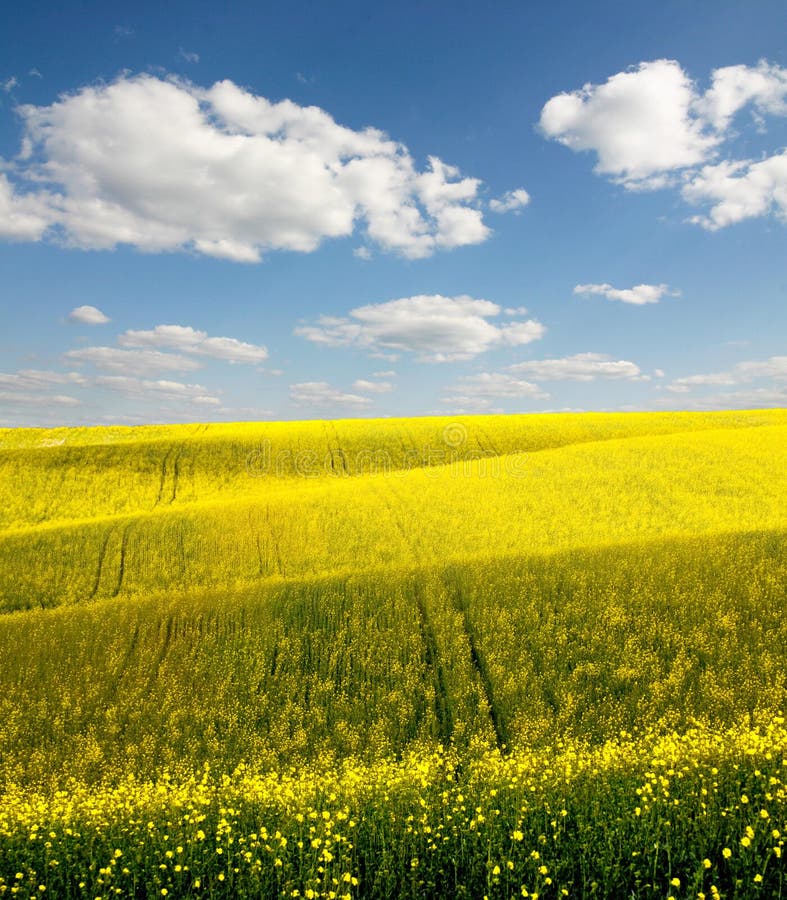 Rapsfeld stockbild. Bild von landwirtschaft, exemplar - 6767395
