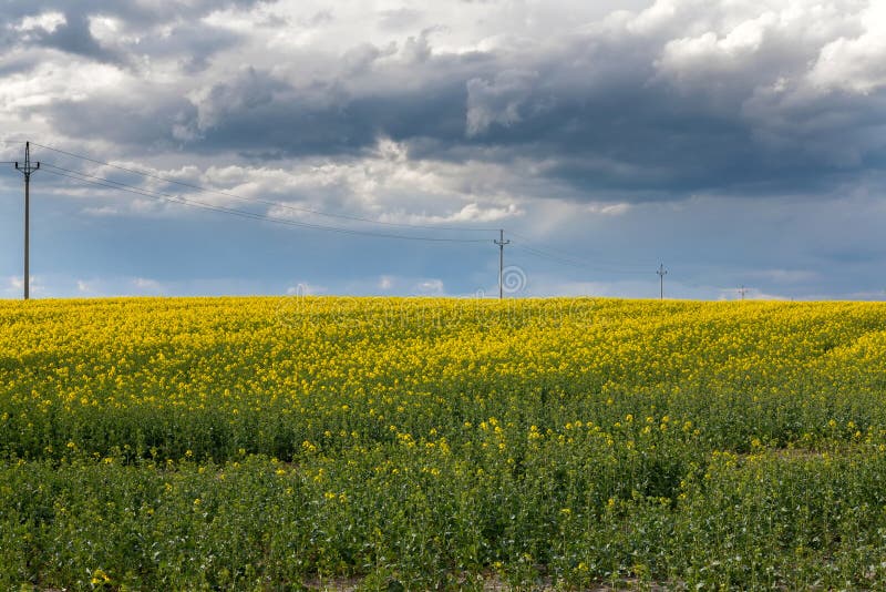 Rapsfeld, Canolaernten Auf Blauem Himmel Stockbild - Bild von ...