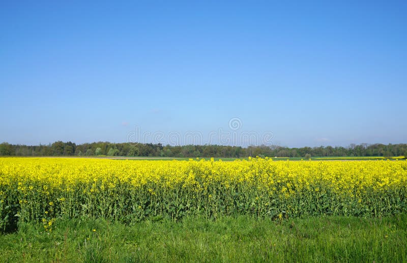 Rapsflower field stock photo. Image of plants, field - 72932816
