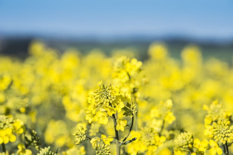 Rapspflanze (Canola, Rapssamen) Stockfoto - Bild von landwirtschaft ...