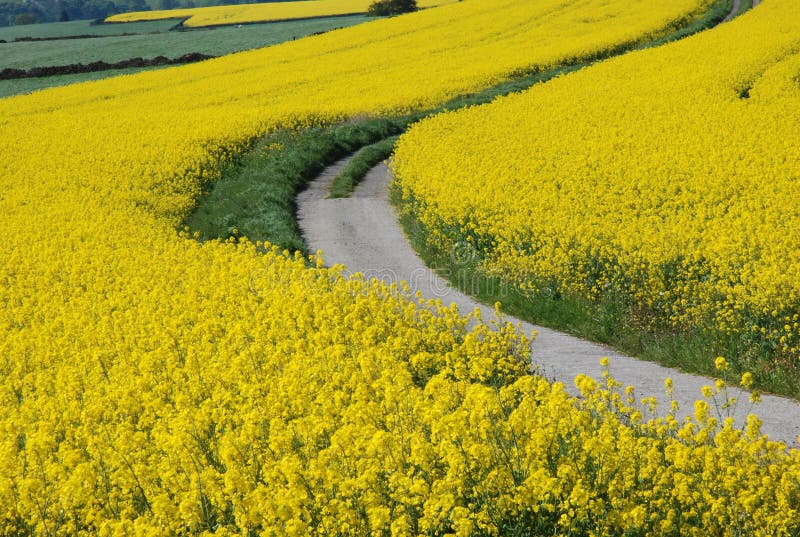 Rapssamenfelder stockbild. Bild von rapssamenfelder - 20591601