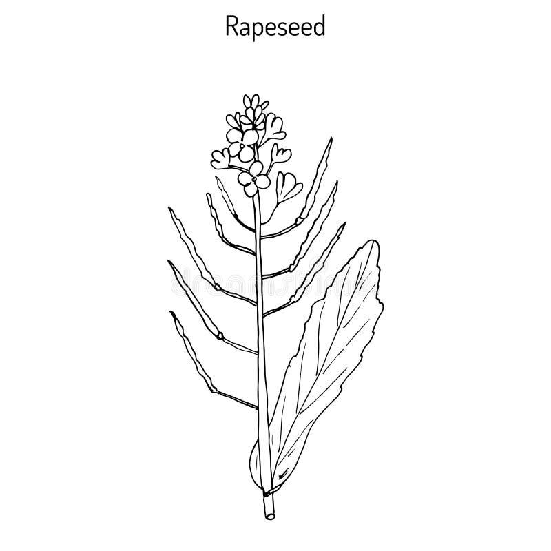 Rapssamen-Kohl Napus Raps Wachstum Inszeniert Vektorillustration Vektor ...