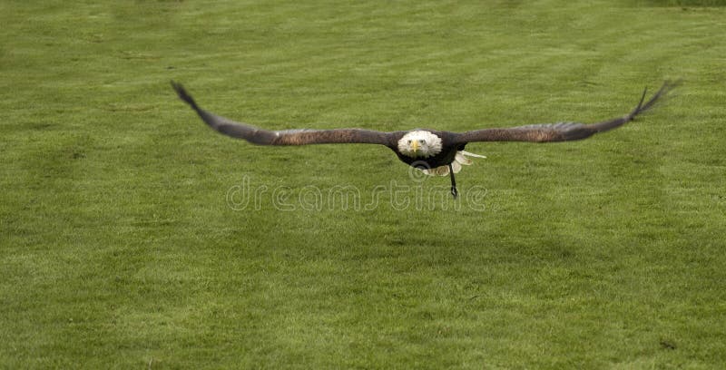 Raptor Picture. Image: 2403691