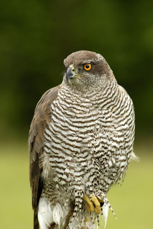 Raptor. the Azor stock photo. Image of nature, bird, biology - 25694542