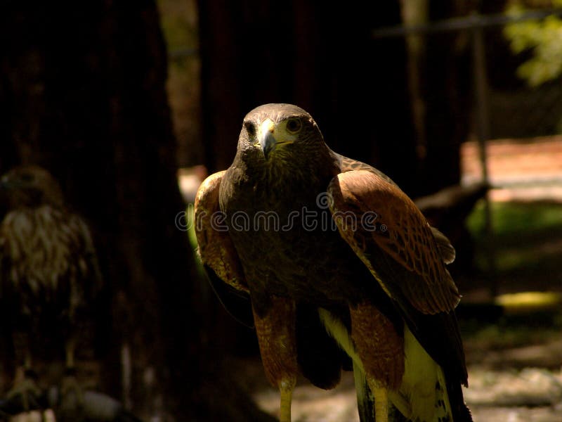 Raptor bird on perch stock photo. Image of hawk, prey, carnivorous - 636924