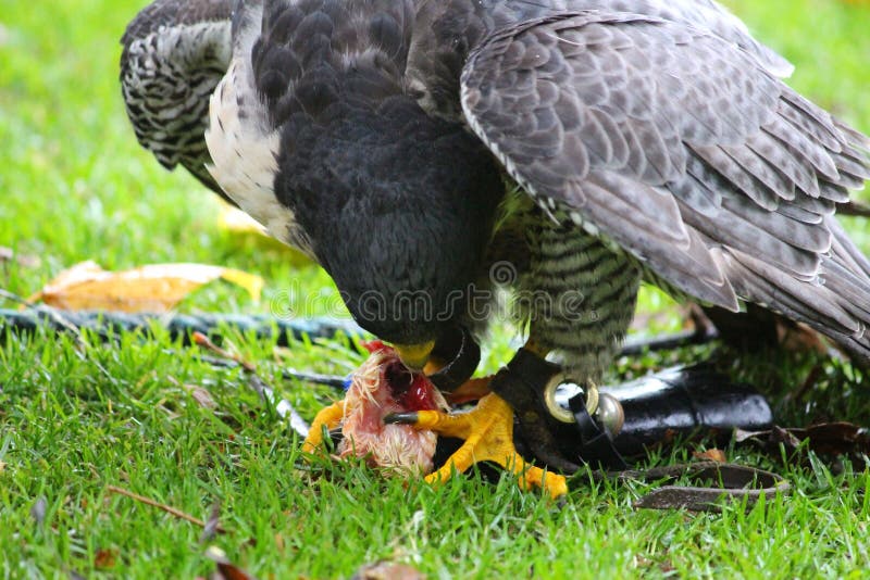 Raptor stock image. Image of brown, eating, white, raptor - 61313427