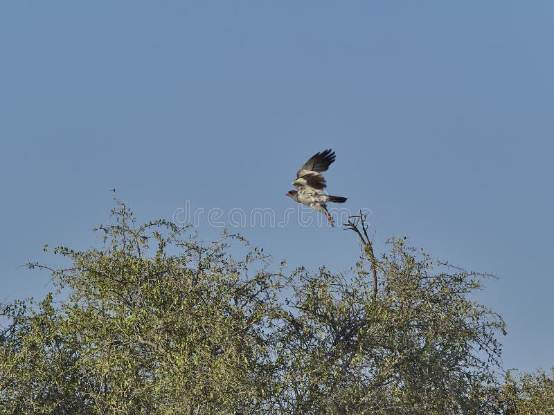 Raptor, Bird of Prey, High in a Tree in Etosha National Park Stock ...