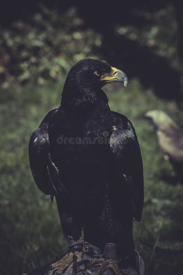 Raptor, Black Eagle with Yellow Peak Stock Image - Image of bird ...