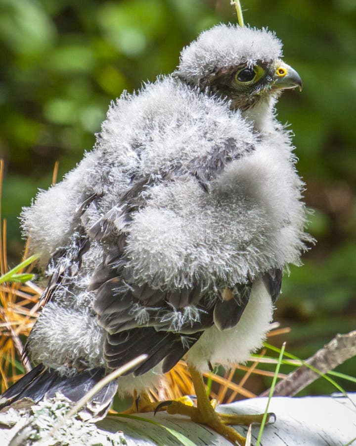 Raptor Chick Fallen from Tree Sideview Stock Image - Image of ...