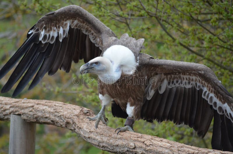 Raptor eagle bird sauvage stock photo. Image of bird - 250749280