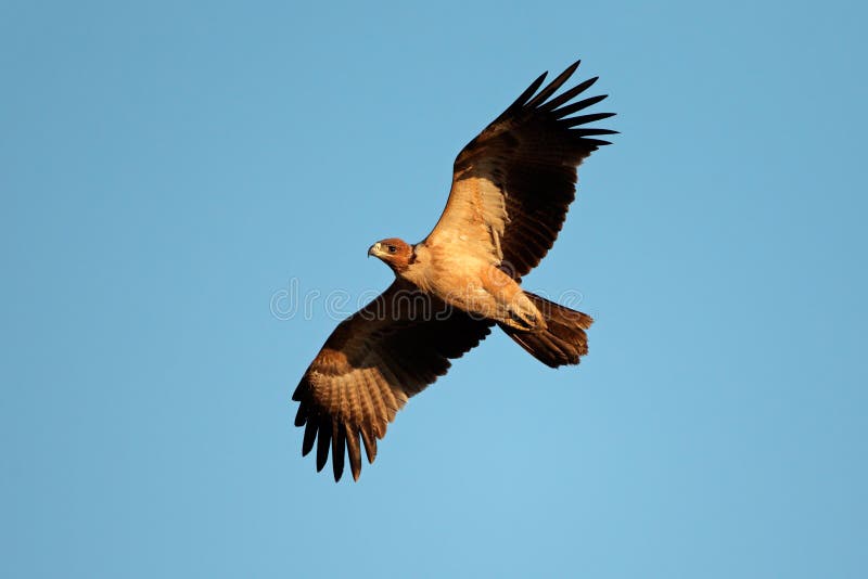 Raptor in flight stock photo. Image of blue, african - 38394594