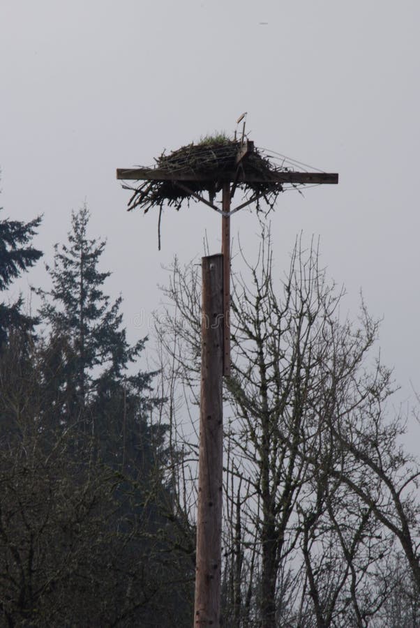 Raptor Nest stock image. Image of raptor, raptors, birds - 51148723