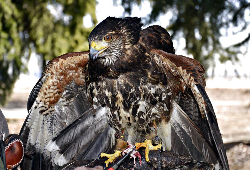 Raptor stock photo. Image of head, falconry, looking - 55161478