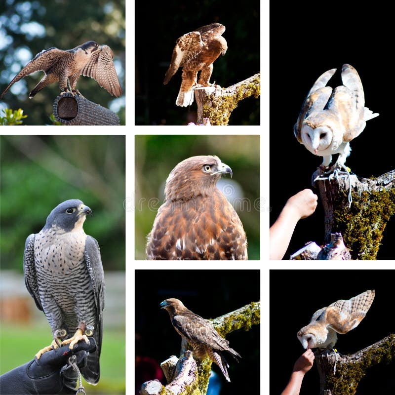 Raptor show zoo collage stock image. Image of raptor - 24779661
