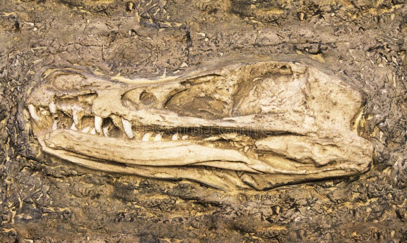 Raptor Skull Model stock photo. Image of science, paleontology - 55740760