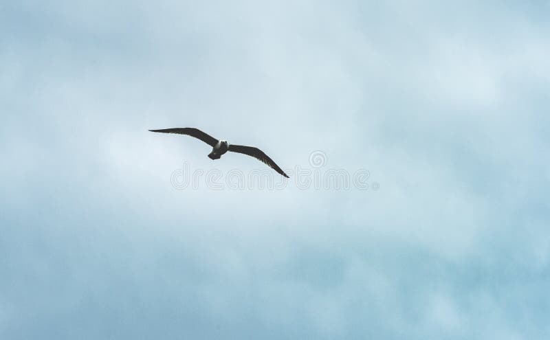 Raptor in the Sky during Hunting Stock Photo - Image of cloudy, raptor ...