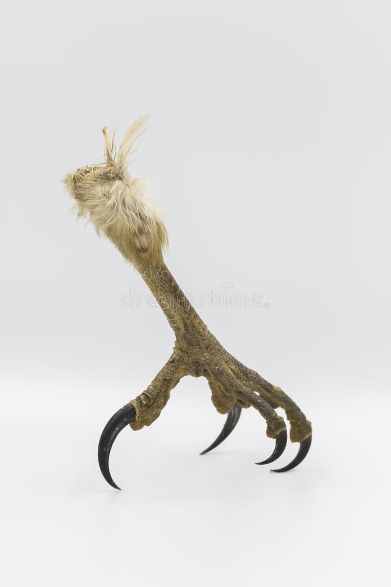 4,765 Talon Background Hd Stock Photos - Free & Royalty-Free Stock ...