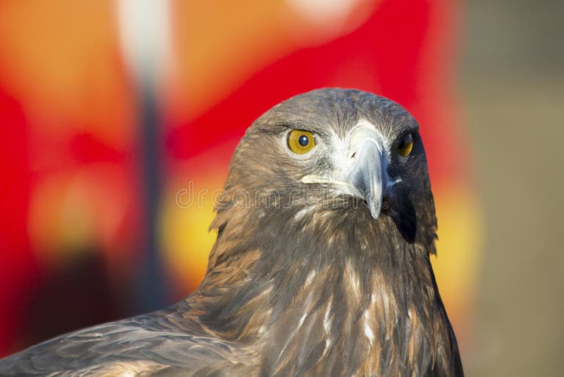 RAPTOR TO HUNT stock image. Image of raptor, cetreria - 49776399