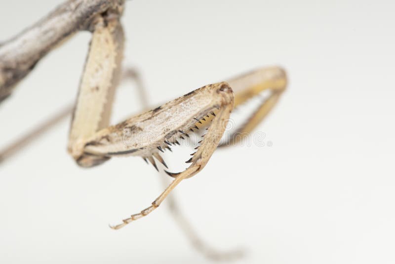 Ground and Bark Mantis Raptorial Claws Stock Image - Image of killer ...