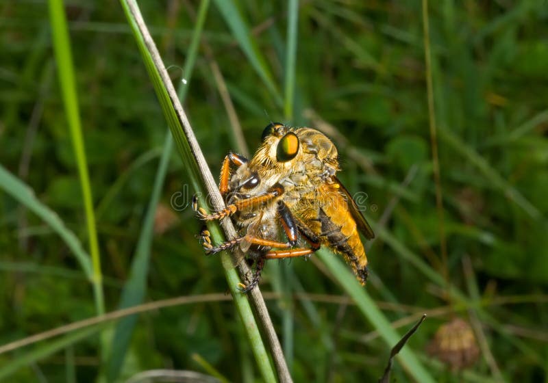Raptorial Fly (Asilidae) 11 Stock Photo - Image of wild, small: 18555114