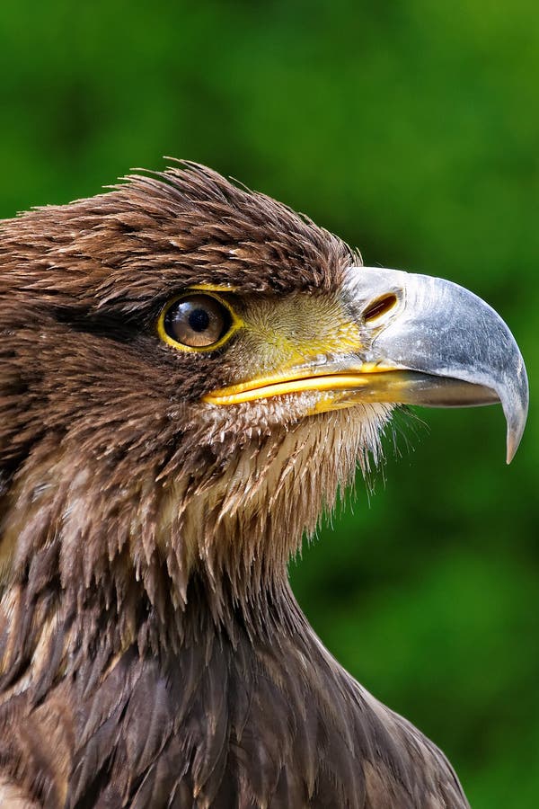 Raptors stock photo. Image of color, raptor, scavenger - 29262110