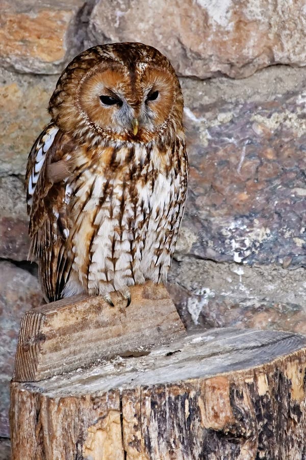 Raptors stock image. Image of nature, bird, color, carnivore - 29262153