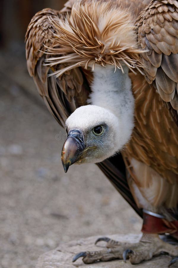 Raptors stock image. Image of eagle, majestic, rainforest - 29262779