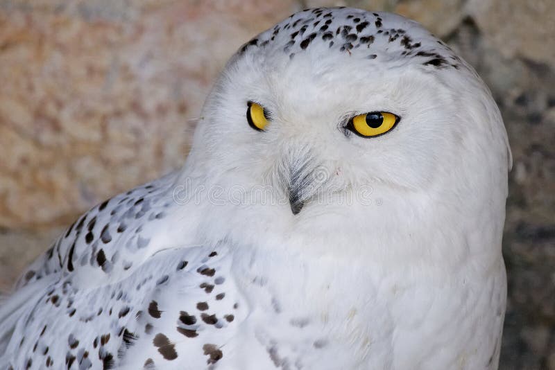 Raptors stock photo. Image of raptor, flower, source - 29262836